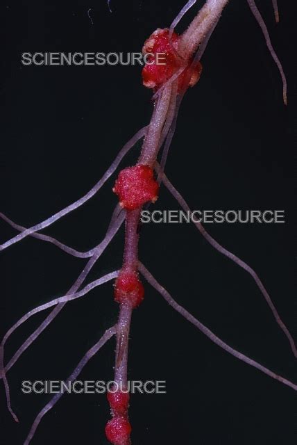Root Nodules Stock Image Science Source Images