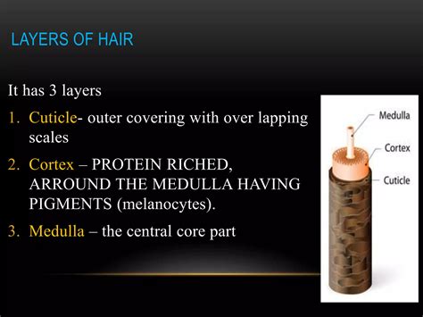 The Scalp Hair And Its Applied Anatomy Pptx