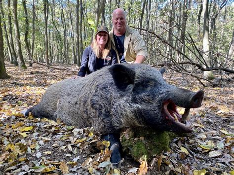 Wild Boar Tusker Wild Instinct Hungary