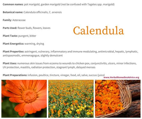 Calendula Benefits
