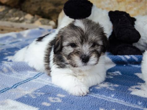 Chiots Cotons de Tuléar LOF disponibles et à réserver Ylang Ylang