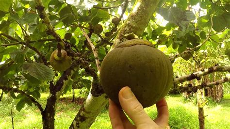 Jungle Survival Food Chupa Chupa Fruit Youtube