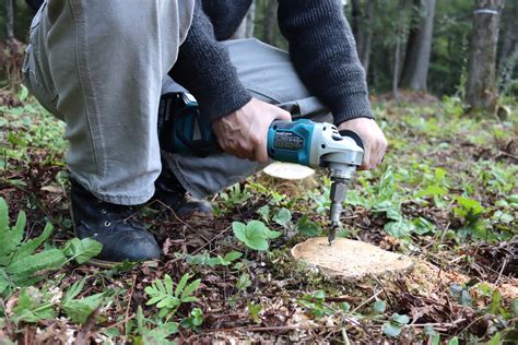 How To Rot A Tree Stump Fast