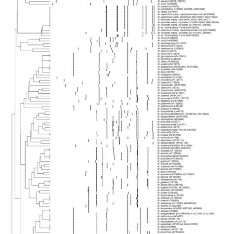 Ardra Profiles After Restriction With Bfai Of 18 Different Mycoplasma Download Scientific