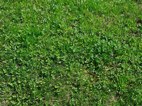 Background Texture Green Weed First Shoots Of The Year Stock Image
