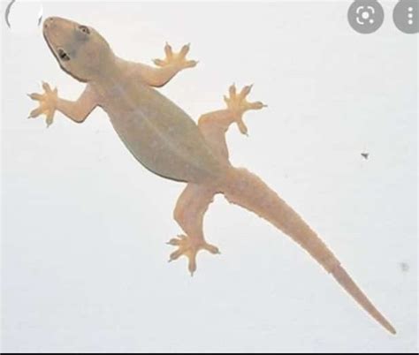 Lizard Pest Control Service In Kalyan Id 26433108612