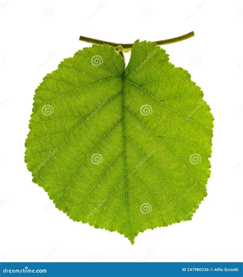 Red Hazel Leaf Royalty Free Stock Image 84961108