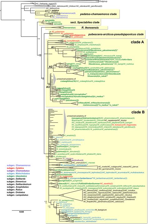 Summarized Phylogenetic Tree Estimated With Bayesian Inference BI And