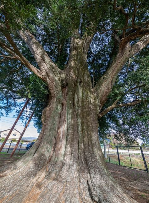 横室の大カヤ 巨木の世界