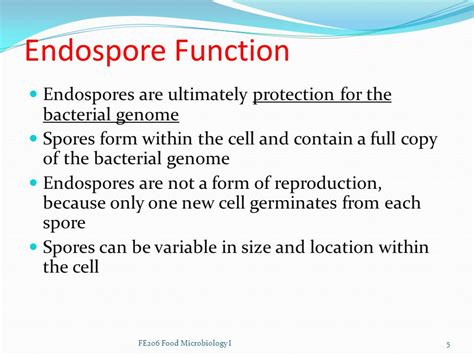 Purpose Of Endospores