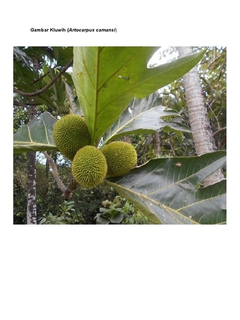 Penjelasan Kluwih Pdf