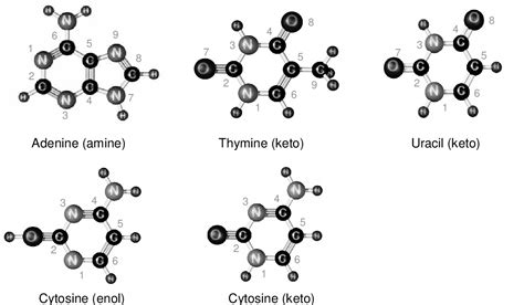 Figure 1 From Mass Spectrometry Fragmentation Ratios Of Dna Base