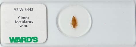 Cimex Lectularius Monster Hunters Guide To Veterinary Parasitology