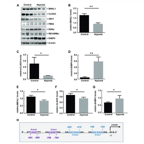 Hypobaric Hypoxia Induced Disorder Of Circadian Clock Protein