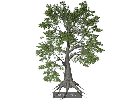 Sassafras Trees 3d Model Collection Cgtrader