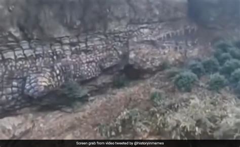 Rock Or Alligator Viral Video Stuns Internet