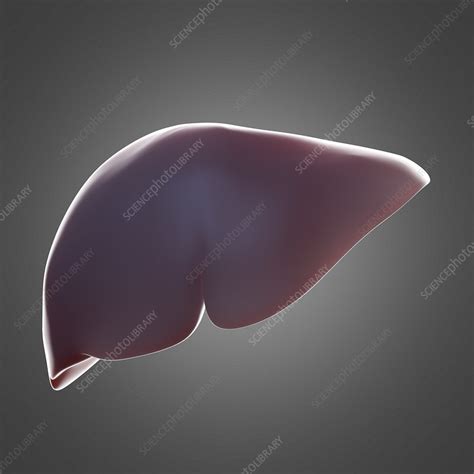 Human Liver Illustration Stock Image F0294433 Science Photo Library