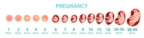 Premium Vector Human Embryo Genesis By Weeks Vector Cartoon
