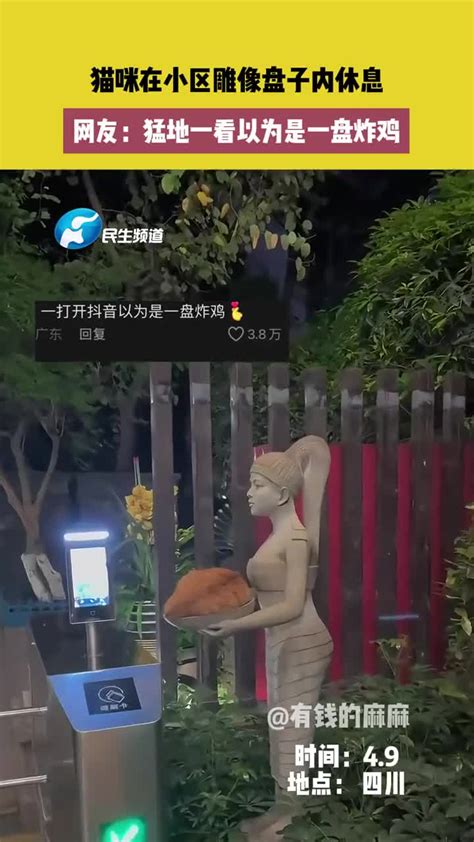猫咪在小区雕像盘子内休息，猛地一看以为是一盘炸鸡