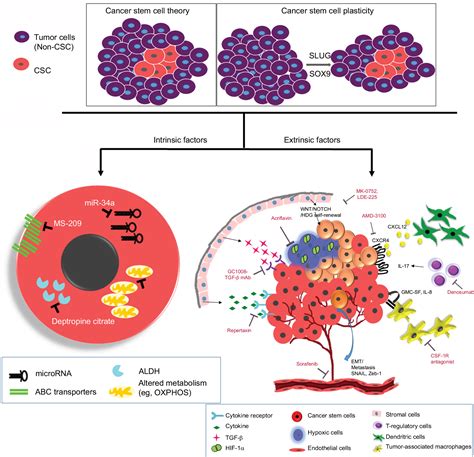 Targeting Stem Cells In The Realm Of Drug Resistant Breast Cancer Bctt
