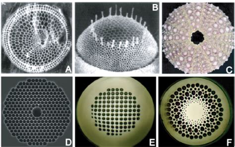 Examples Of Symmetric Download Scientific Diagram