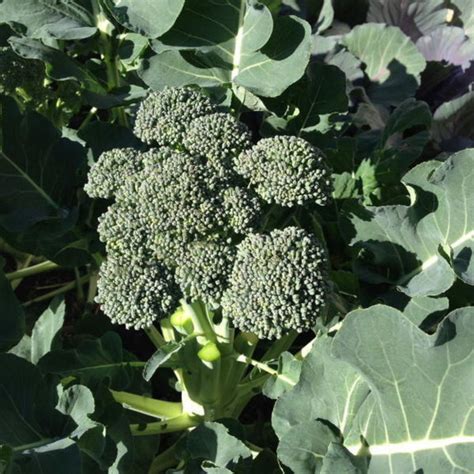 Broccoli Green Sprouting Calabrese Seeds The Seed Collection