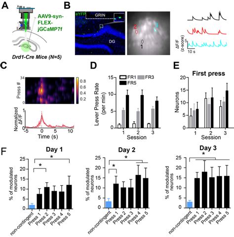 D1 Dentate Gyrus Neurons Are Significantly Modulated By Lever Pressing