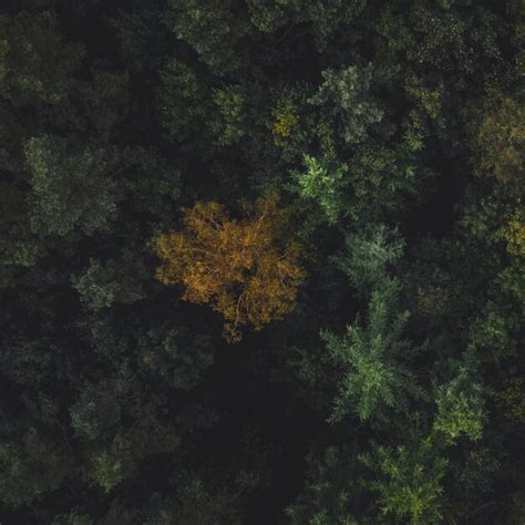 Premium Photo Full Frame Shot Of Trees In Forest