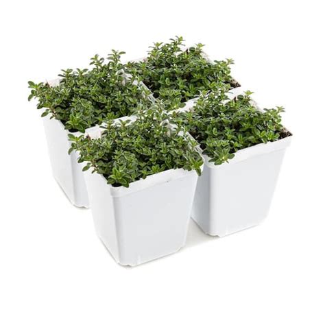 Plants By Post 4 In English Thyme Herb Plant 4 Pack 748179052641