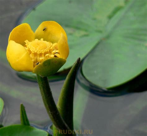 Кубышка желтая для пруда купить, nuphar lutea PRUDIKI.RU