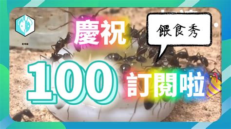 恭喜100訂閱啦更新我的螞蟻囉再加上餵食秀寬節大頭家蟻多樣寡家蟻希氏巨山蟻甜蜜巨山蟻舉尾蟻大黑巨山蟻錫蘭細腰家蟻褐大頭