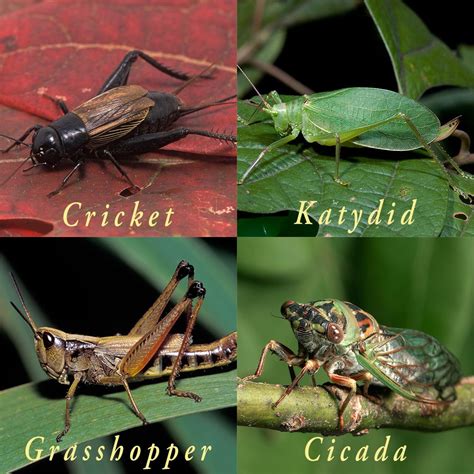 Katydid Vs Praying Mantis Praying Mantis Munching A Katydid Youtube