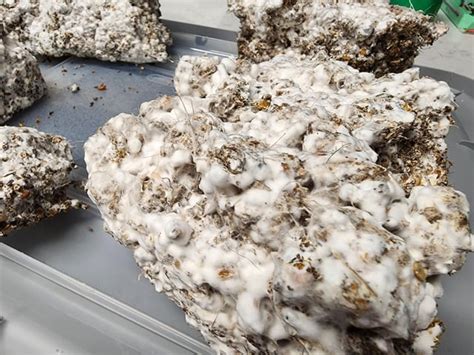 Contamination Removal Question Rshrooms