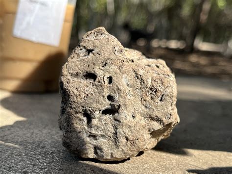 Identification Help Needed R Fossils