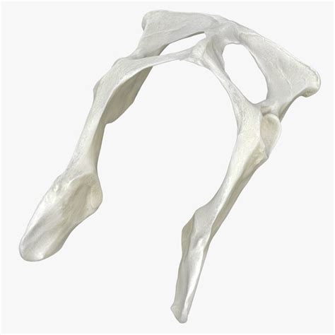 Domestic Cat Cervical Vertebrae C4 3d Model Turbosquid 1830437