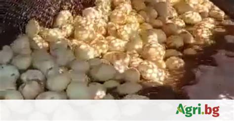 Продавам пресни картофи Ривиера и Кариера АгроБорса Agri Bg