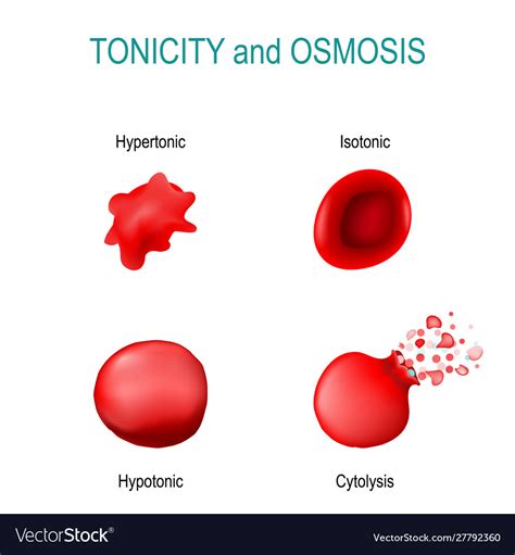 Tonicity Is A Measure Osmotic Pressure In Vector Image