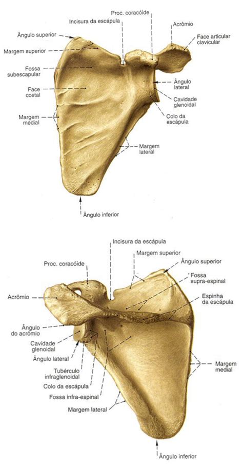 ACIDENTES OSSEOS Anatomia Humana I Anatomy For Artists Med School Radiology Human Anatomy