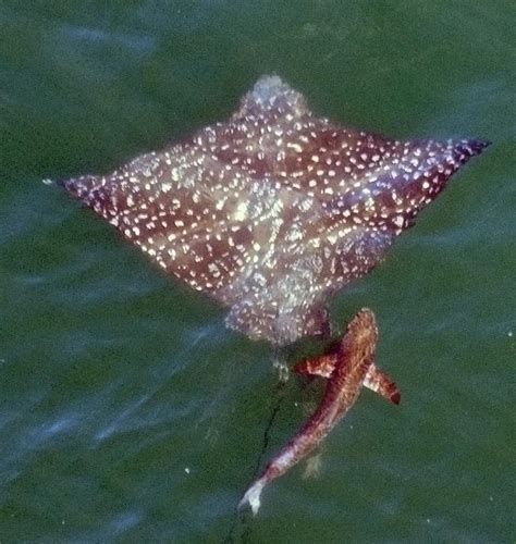 Giant Eagle Ray Photograph By Bill Perry Fine Art America
