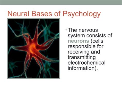 General Psych Neurobiological Bases Ppt