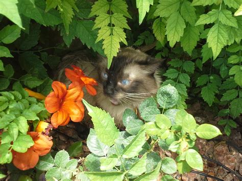 Aloha Kitty By Zandabear15 On Deviantart