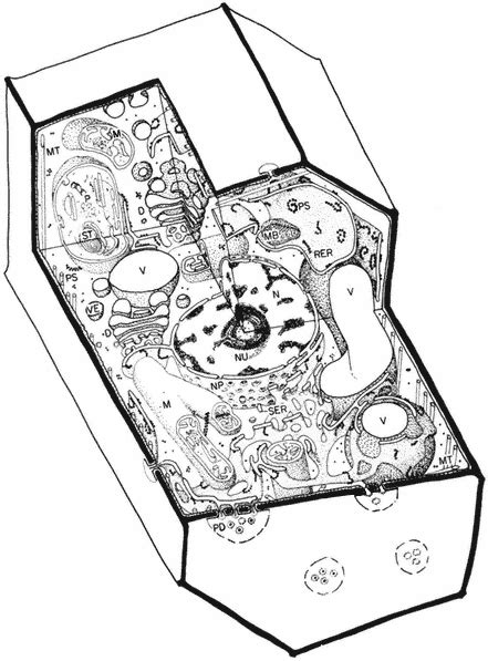 Single Plant Cell Under Microscope
