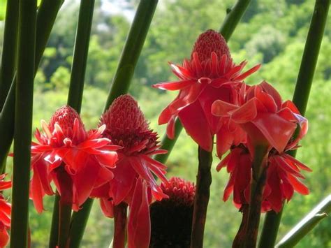 Где растет имбирь в России как его вырастить в открытом грунте