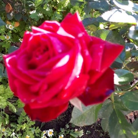 Красная Шапочка Youtube