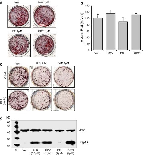 Nitrogen Containing Bisphosphonates Inhibit Bone Nodule Formation By