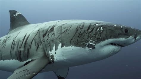 Heavily Scarred Great White Shark Caught On Film In South Australia