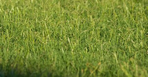 How To Keep Bermuda Grass Green In Winter Winter Green