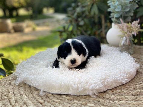 991003002519748 Australian Sheepadoodles Australia