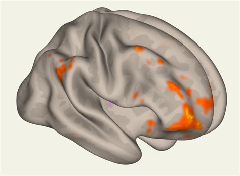 Chapter 10 Viewing The Results — Andys Brain Book 1 0 Documentation