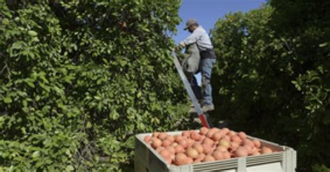 Farm Robotic Tree Fruit Harvesters Could Transform Orchards Farm
